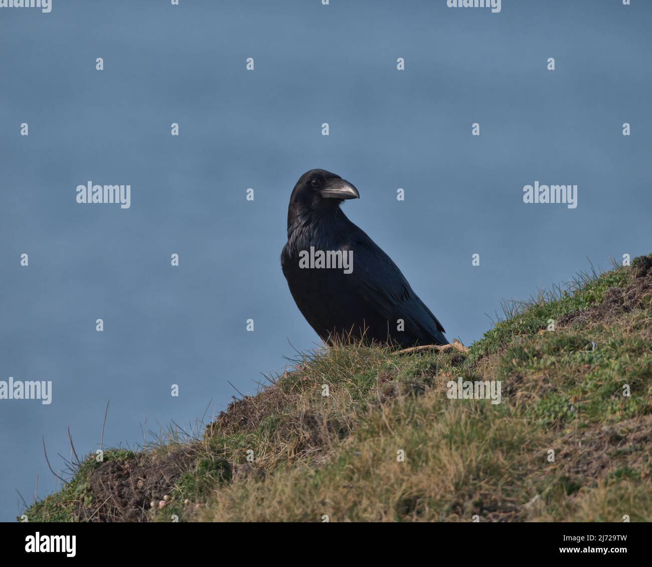 Raven on top hi-res stock photography and images - Alamy