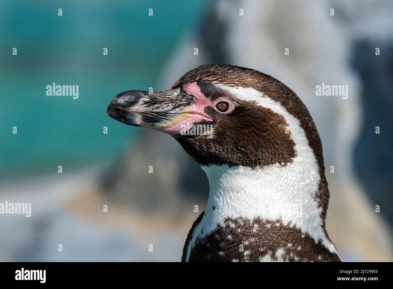 Humboldt penguin / Peruvian penguin (Spheniscus humboldti) native to ...