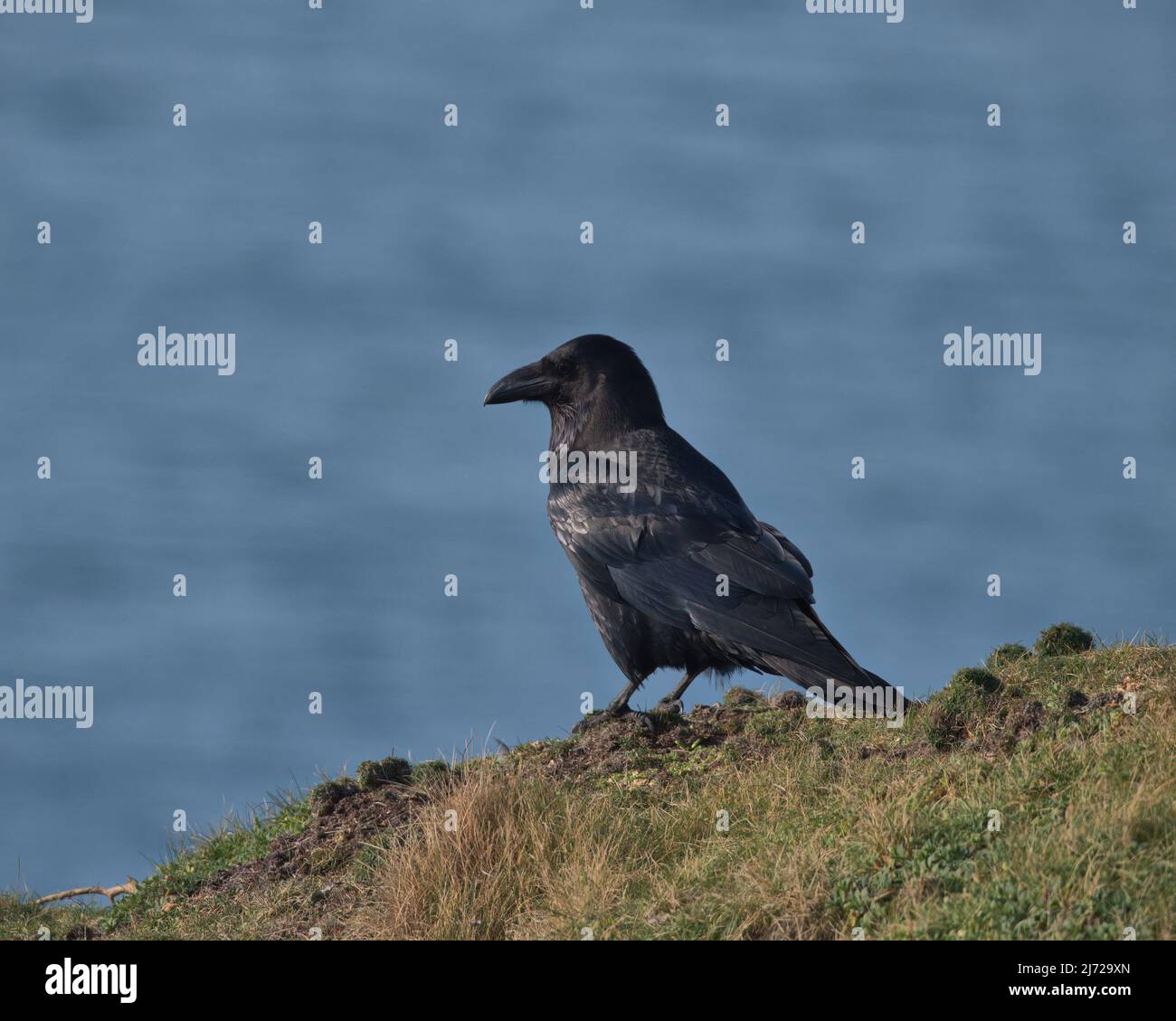 Raven cliff hi-res stock photography and images - Alamy