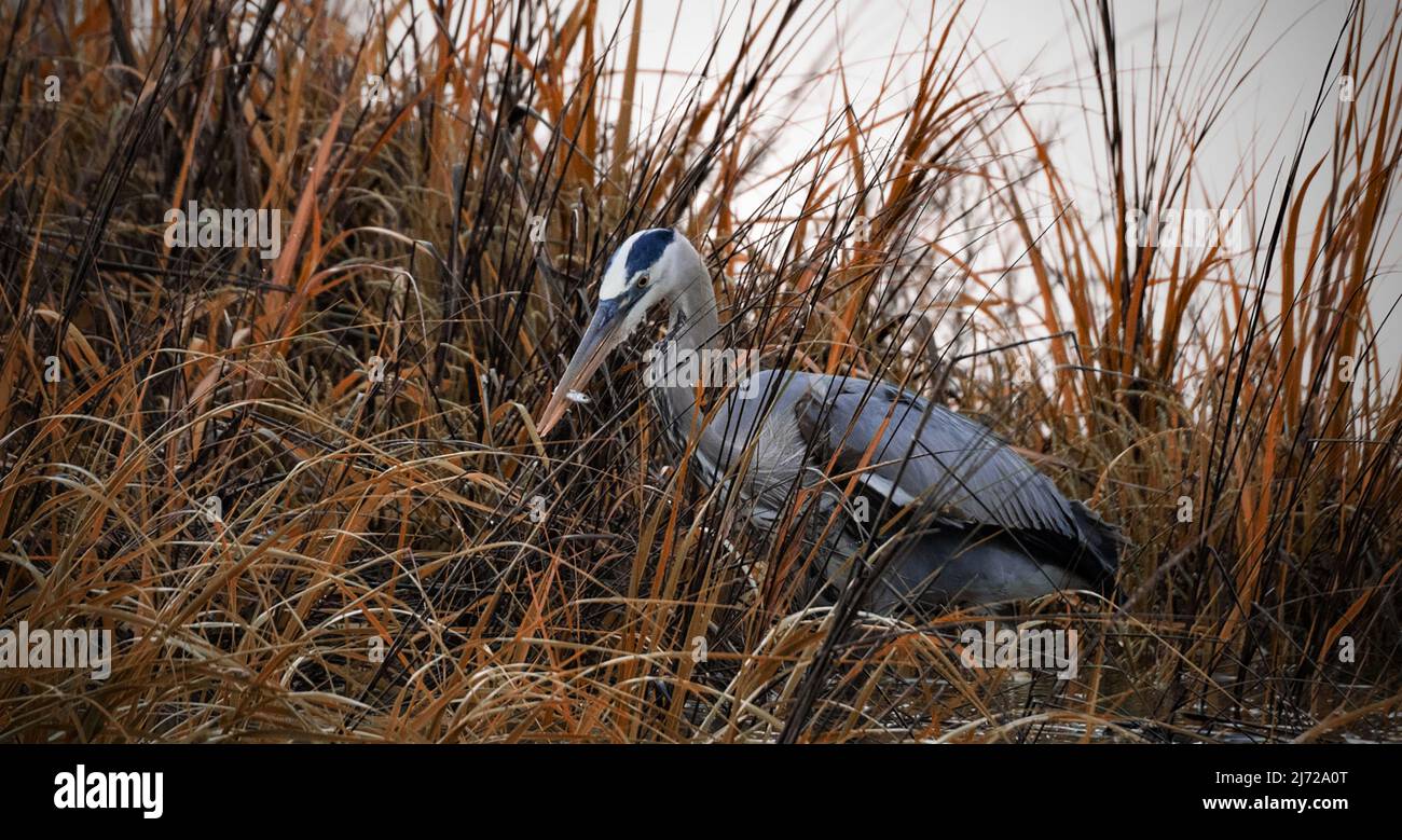 Little blue heron coastal marsh hi-res stock photography and images - Alamy