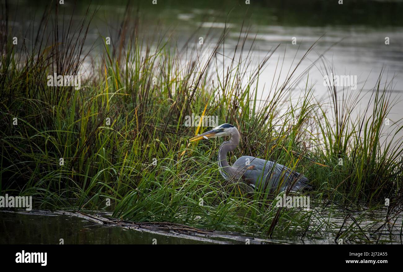 Little blue heron coastal marsh hi-res stock photography and images - Alamy
