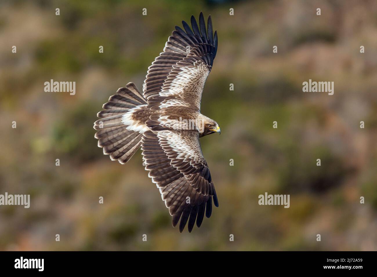 Booted Eagle, Aquila pennata, flying Stock Photo - Alamy