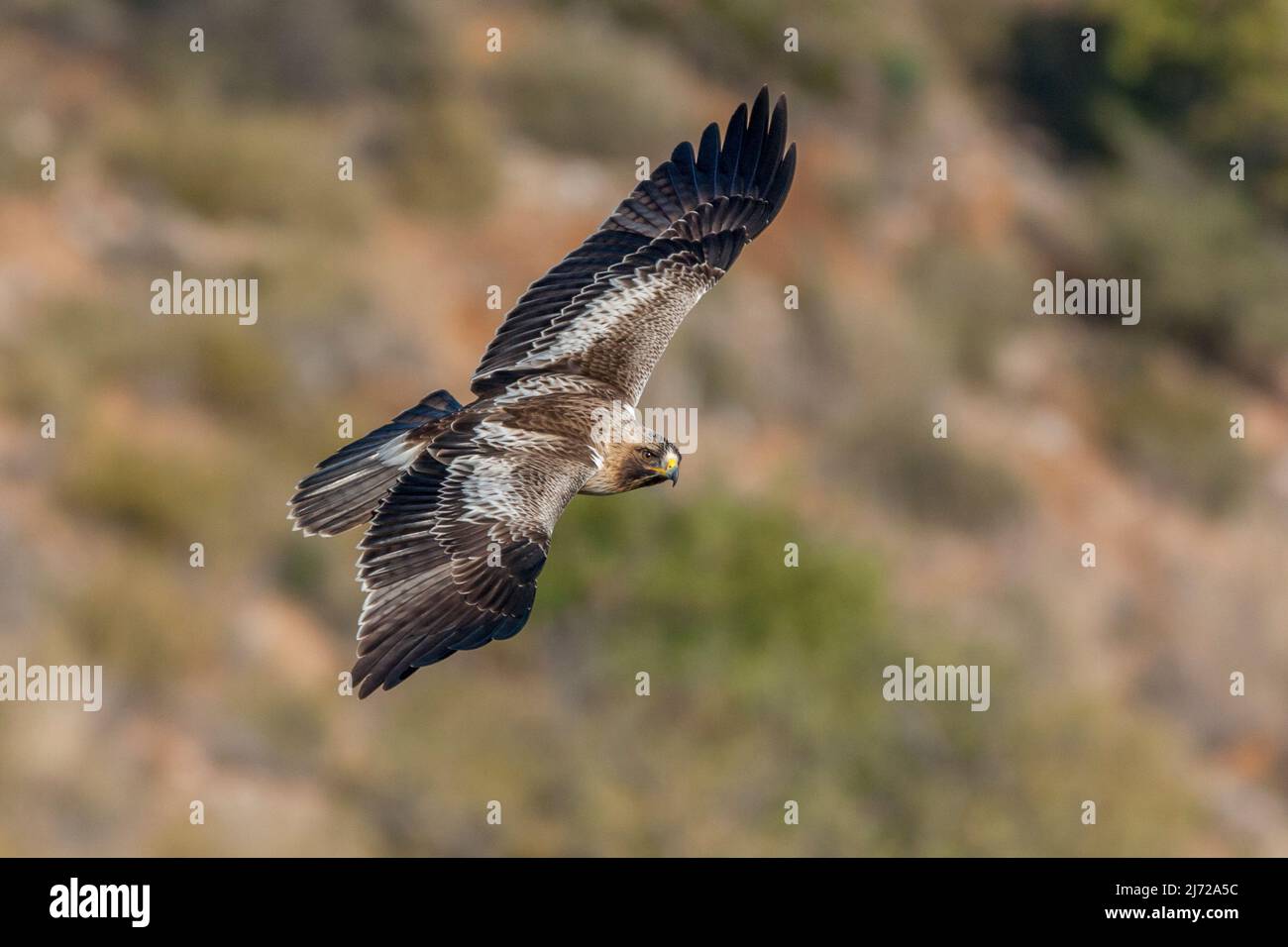 Booted Eagle, Aquila pennata, flying Stock Photo - Alamy