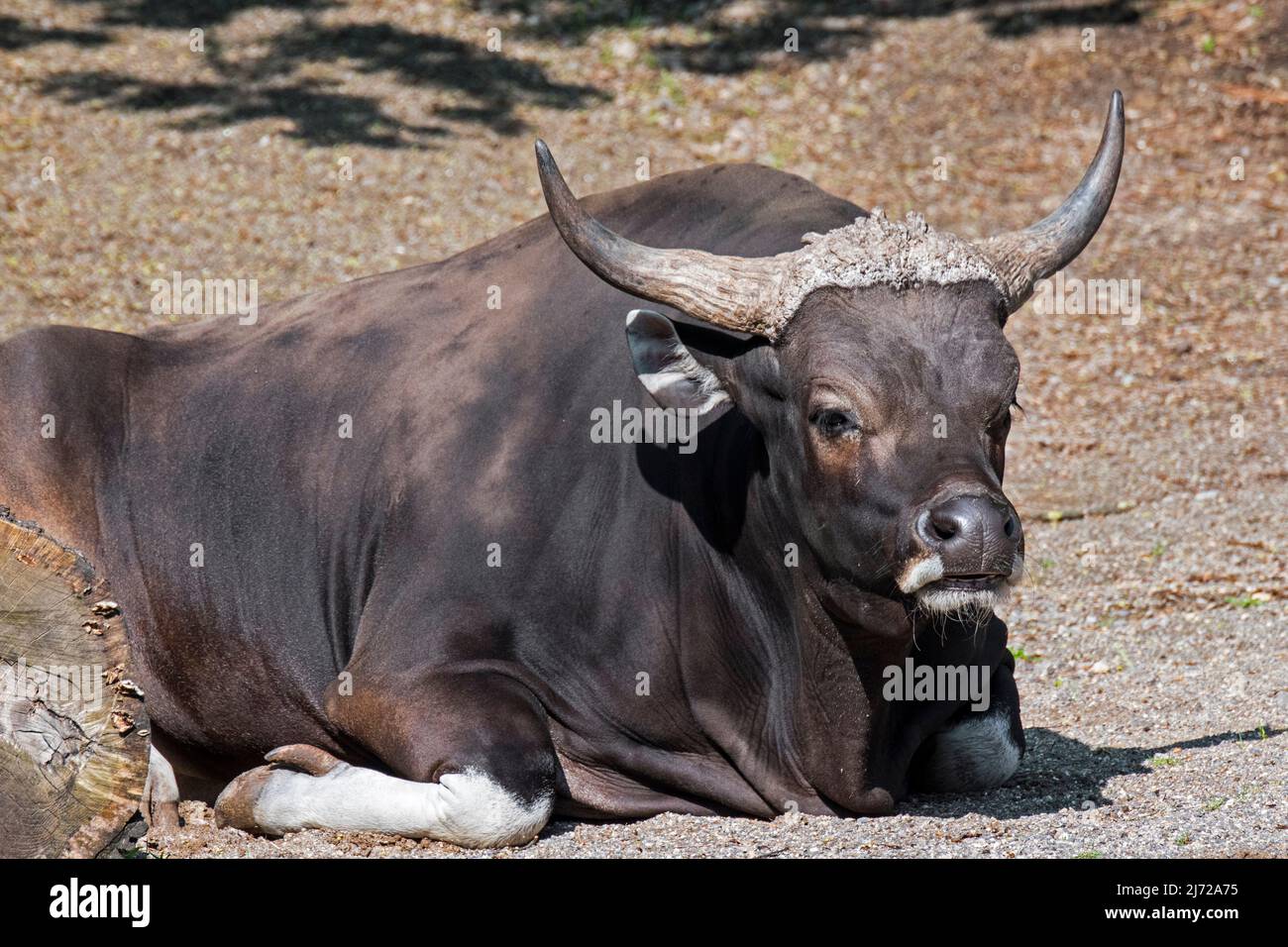 Banteng cow hi-res stock photography and images - Alamy