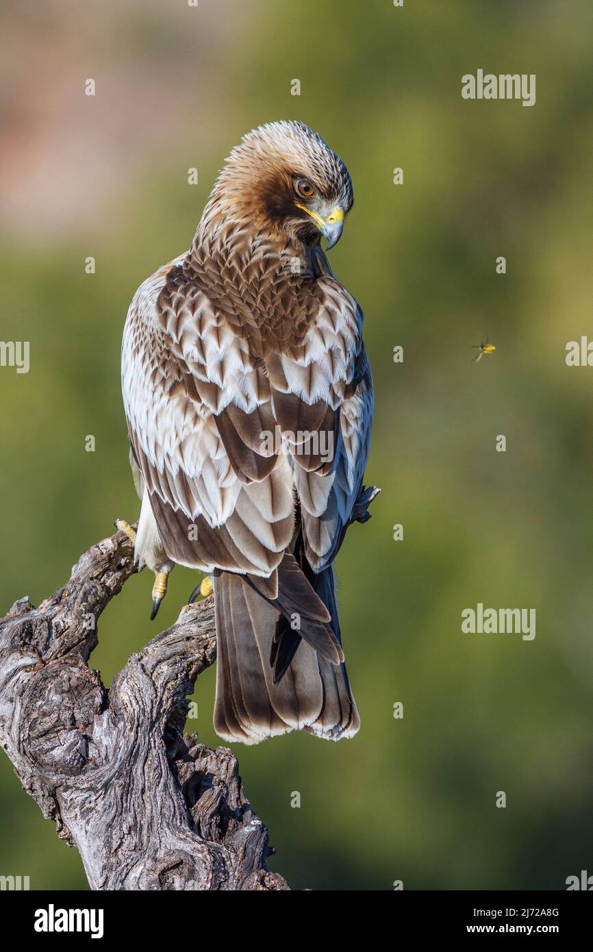 Booted eagle branch hi-res stock photography and images - Alamy