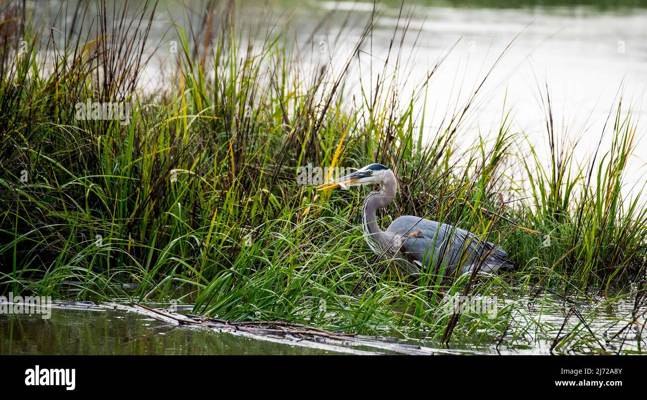 Little blue heron coastal marsh hi-res stock photography and images - Alamy