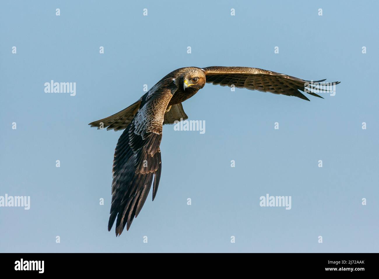 Booted Eagle, Aquila pennata, flying Stock Photo - Alamy