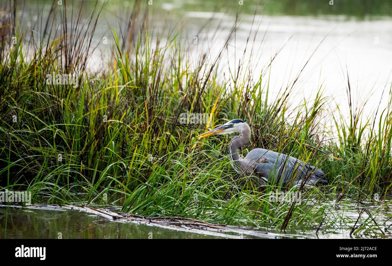Little blue heron coastal marsh hi-res stock photography and images - Alamy