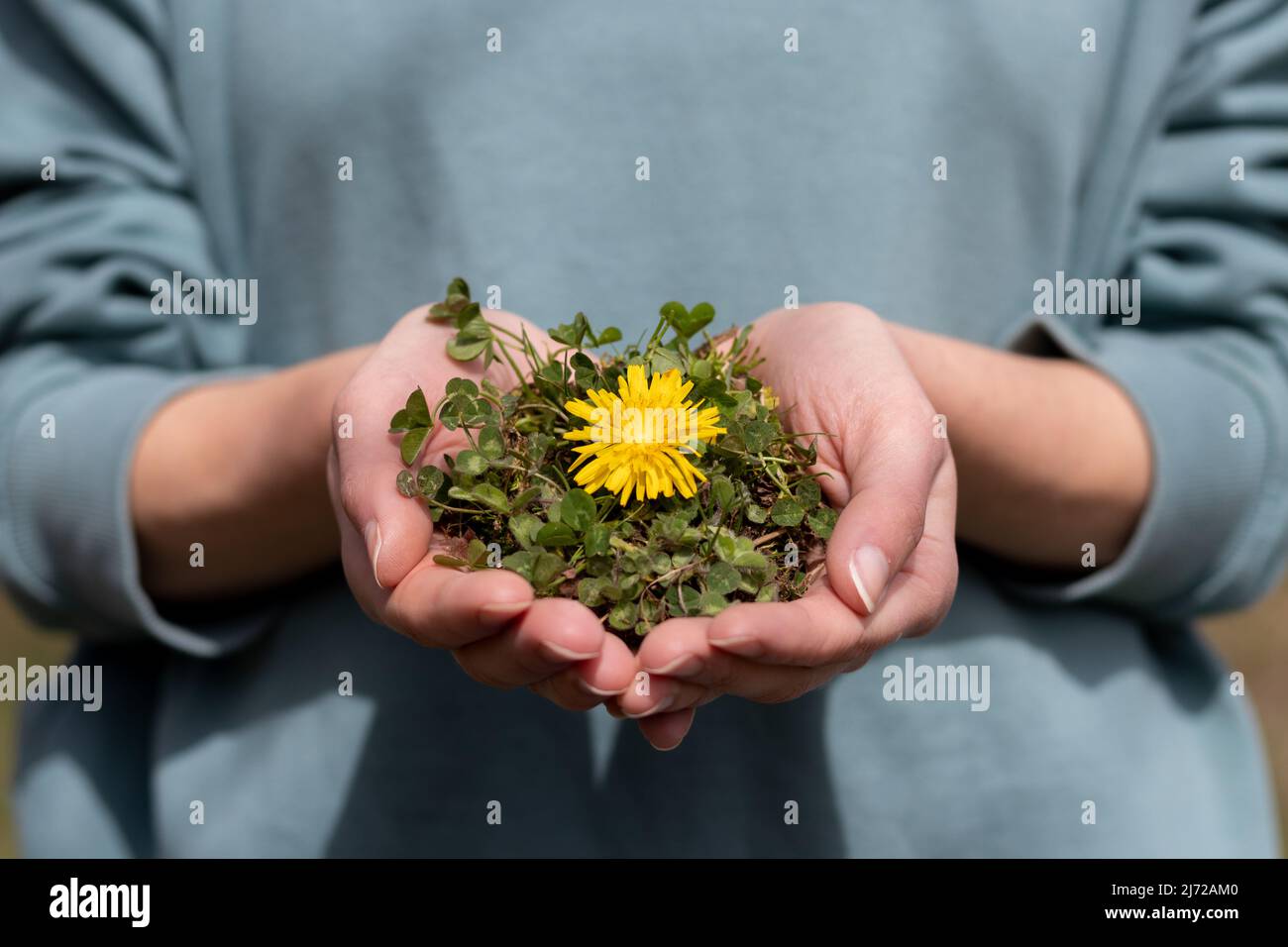 environment Earth Day In the hands growing seedlings. Female hand ...
