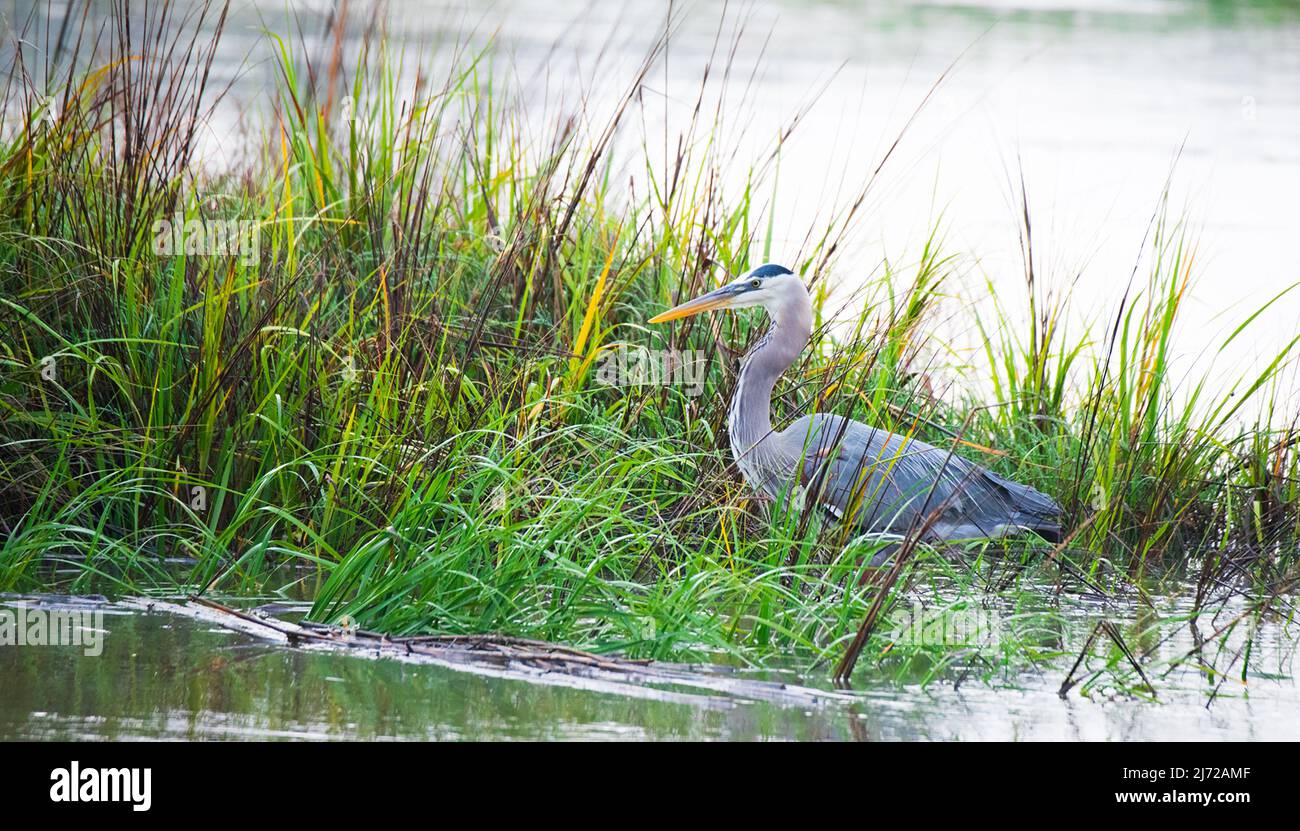 Coastal marsh jekyll island georgia hi-res stock photography and images ...
