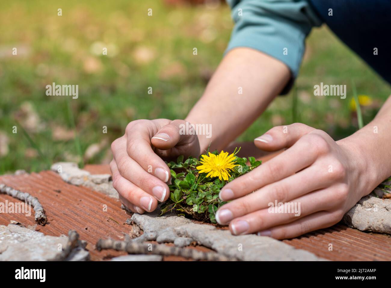 Hands trying to protect plant and flower growing among human ...
