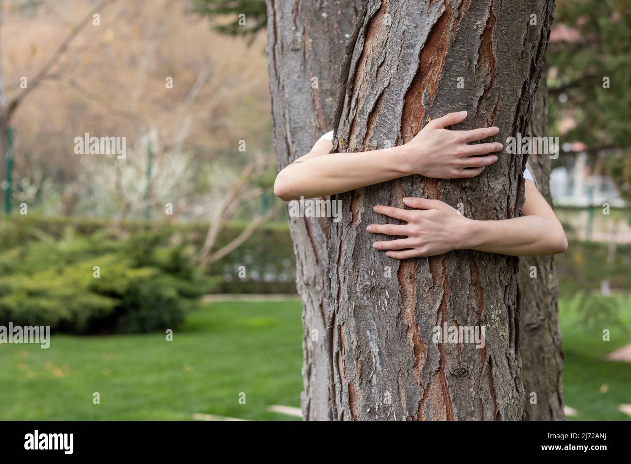 Arms hugging tree trunk with bark. Love for nature and discharging ...