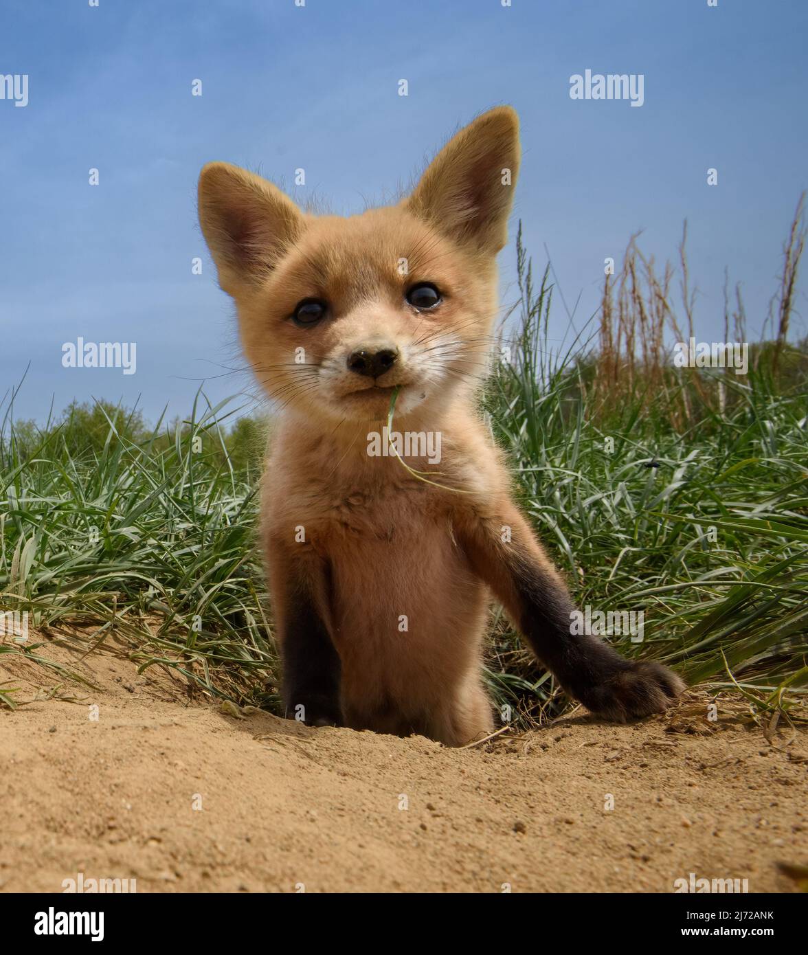 Red wolf pups hi-res stock photography and images - Alamy