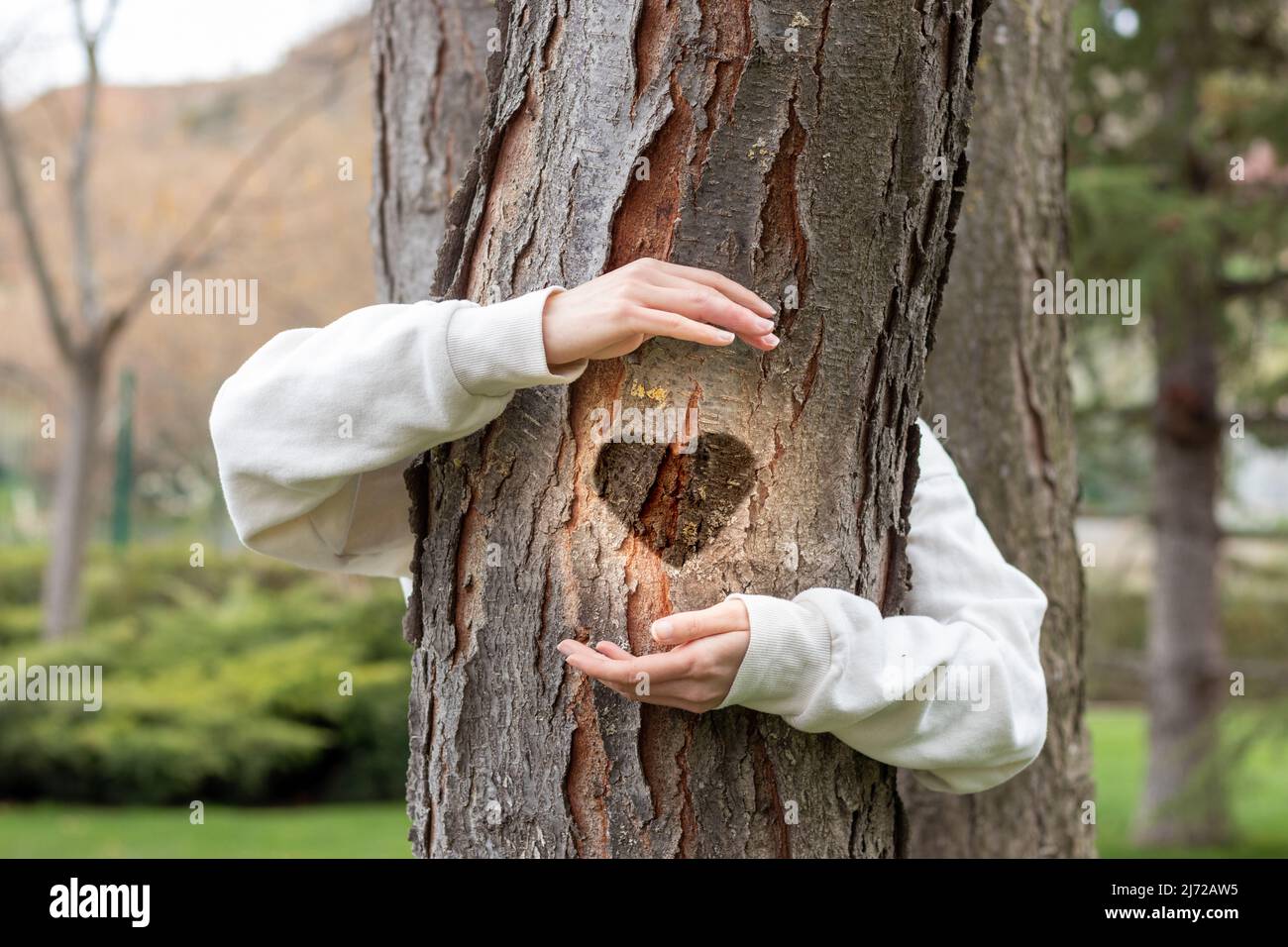 Arms hugging tree trunk while pointing a heart on it. Representing ...