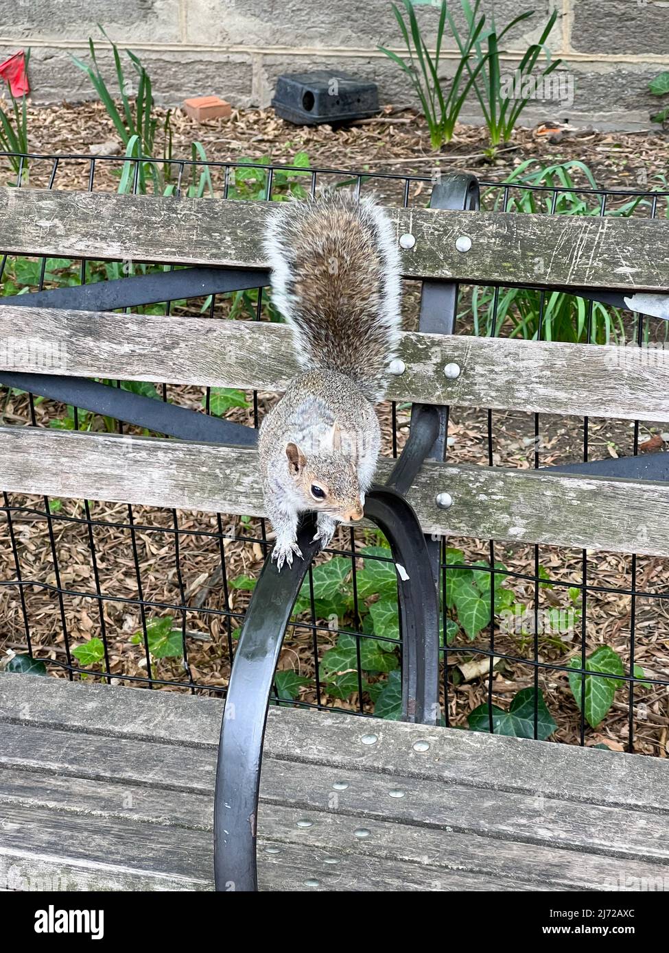 Little squirrel on a bench at Central Park, New York. USA Stock Photo ...