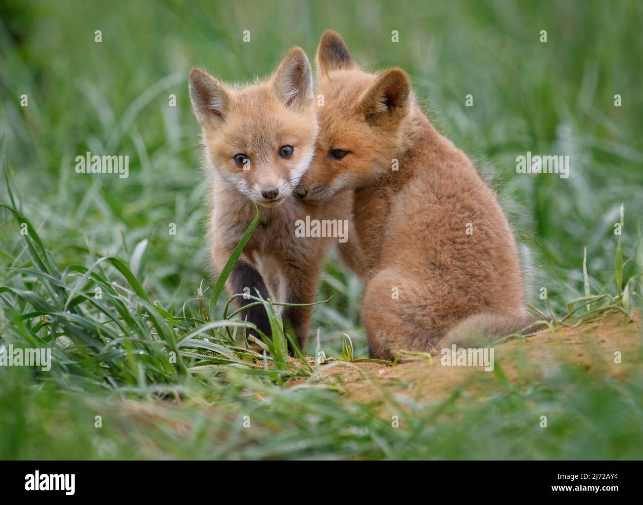 Gray wolf walking banff hi-res stock photography and images - Alamy