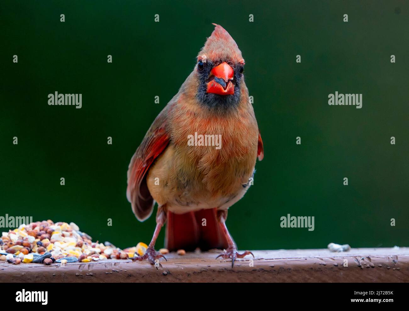 Northern Cardinal on the backyard deck Stock Photo - Alamy