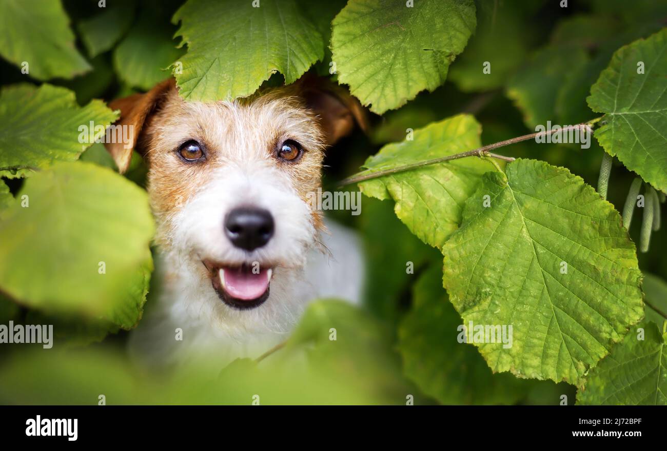Happy healthy pet dog face looking in the leaves. Green nature banner ...