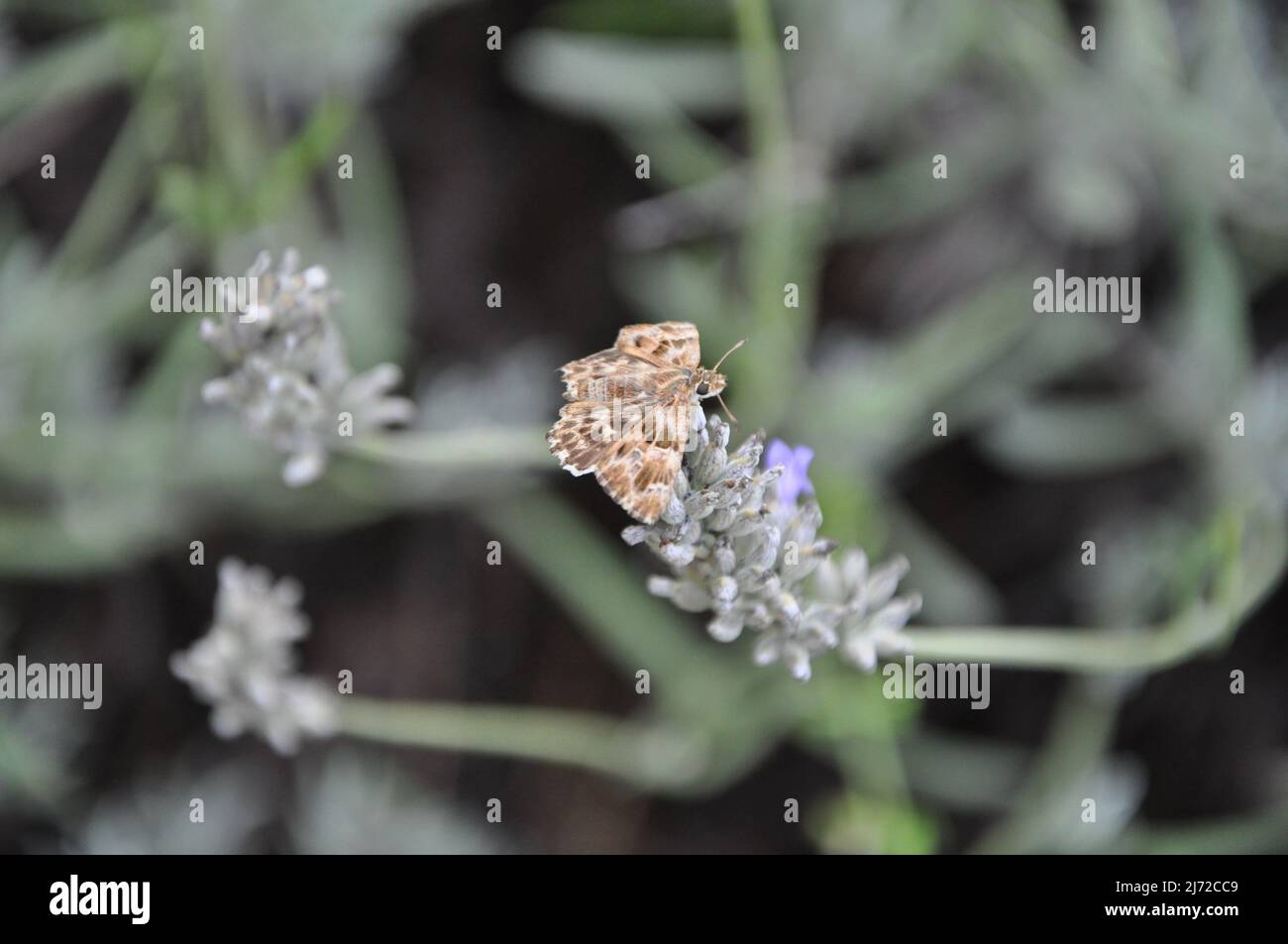 Calm butterfly, Cloth moth, with open wings standing on the top of ...