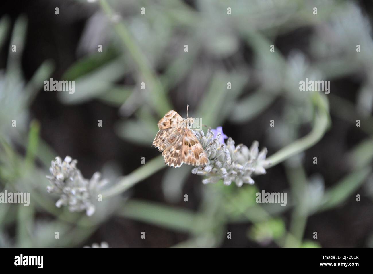 Calm butterfly, Cloth moth, with open wings standing on the top of ...