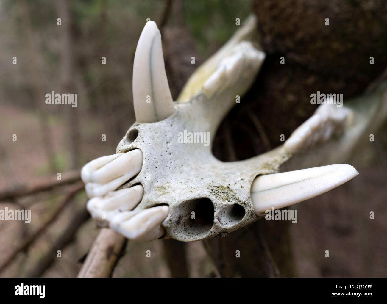Skull structures hi-res stock photography and images - Alamy