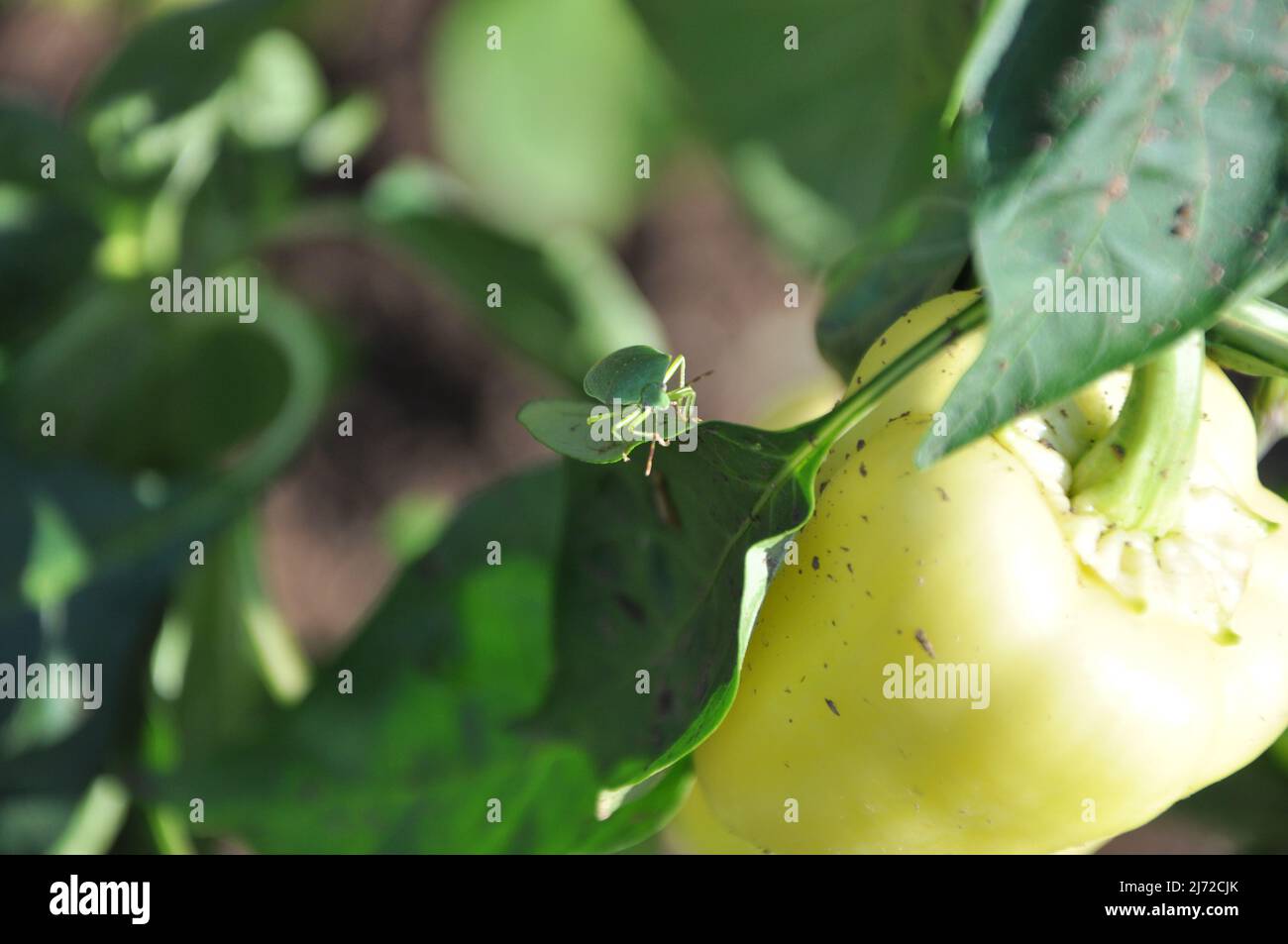 The green stink bug or green soldier bug walking on the bell pepper ...