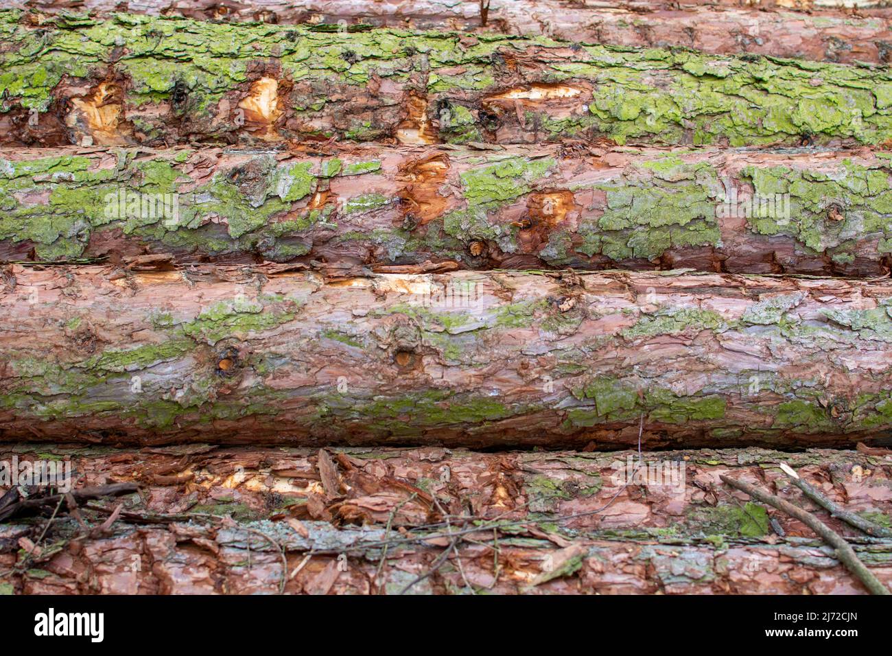Stack felled trees pine hi-res stock photography and images - Alamy