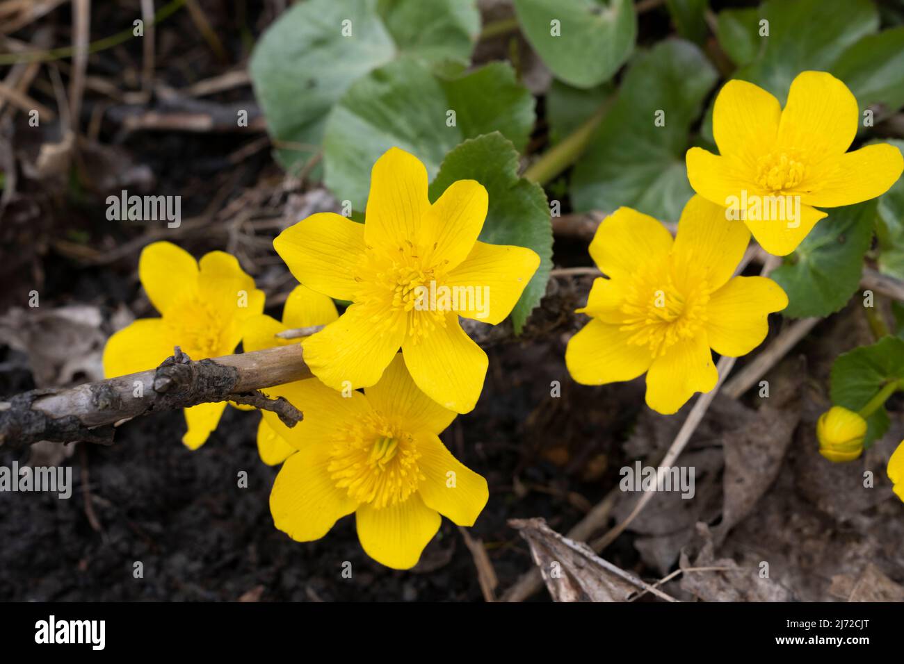 Caltha palustris, known as marsh-marigold and kingcup flowers Stock ...