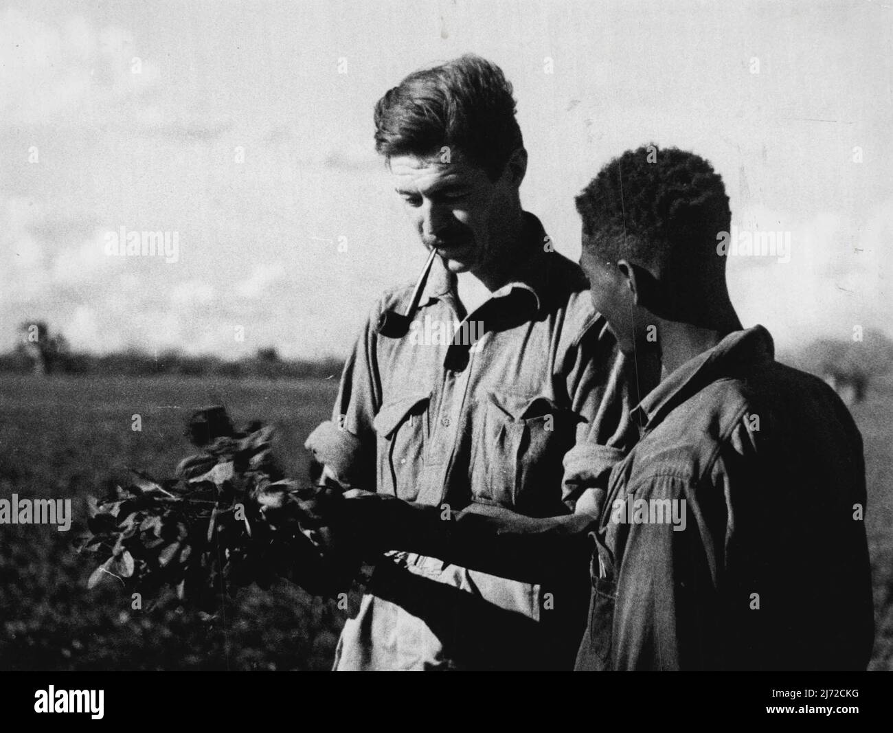 "This Modern Age" -- Field Assistant and African examine ground nuts ...