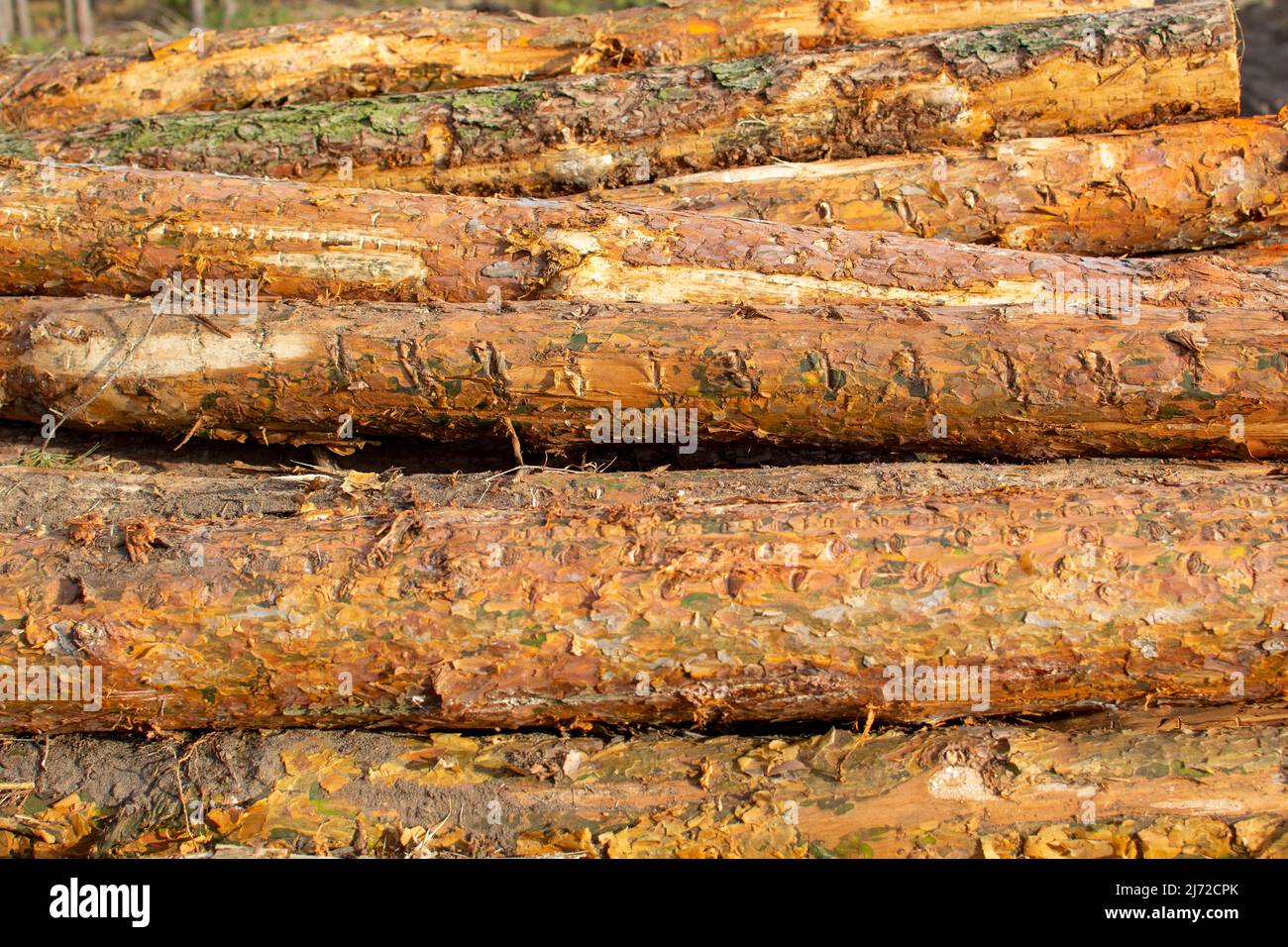 A pile of felled trees as a natural background Stock Photo - Alamy