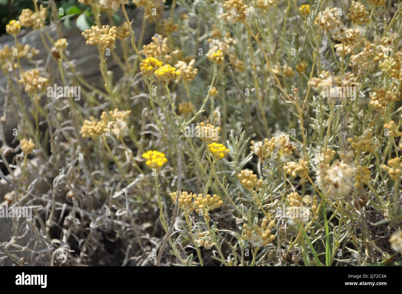 Immortelle hi-res stock photography and images - Alamy