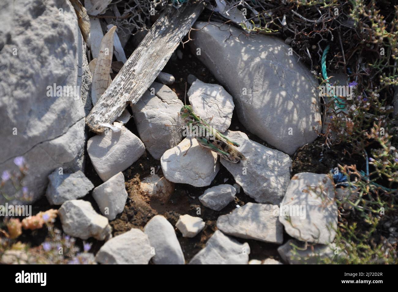 Grasshopper leaf pattern hi-res stock photography and images - Alamy