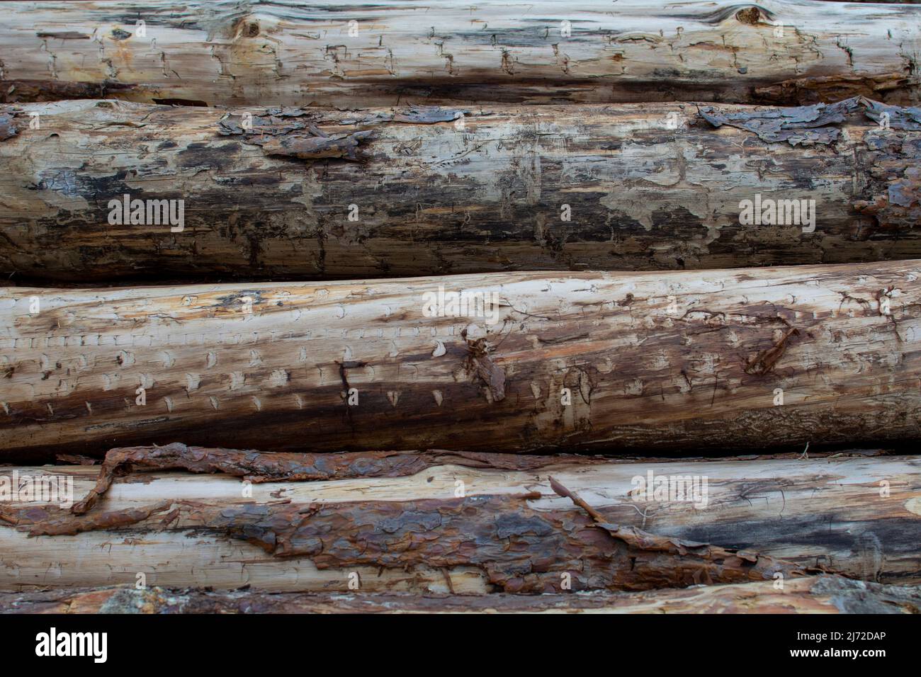 A pile of felled trees as a natural background Stock Photo - Alamy