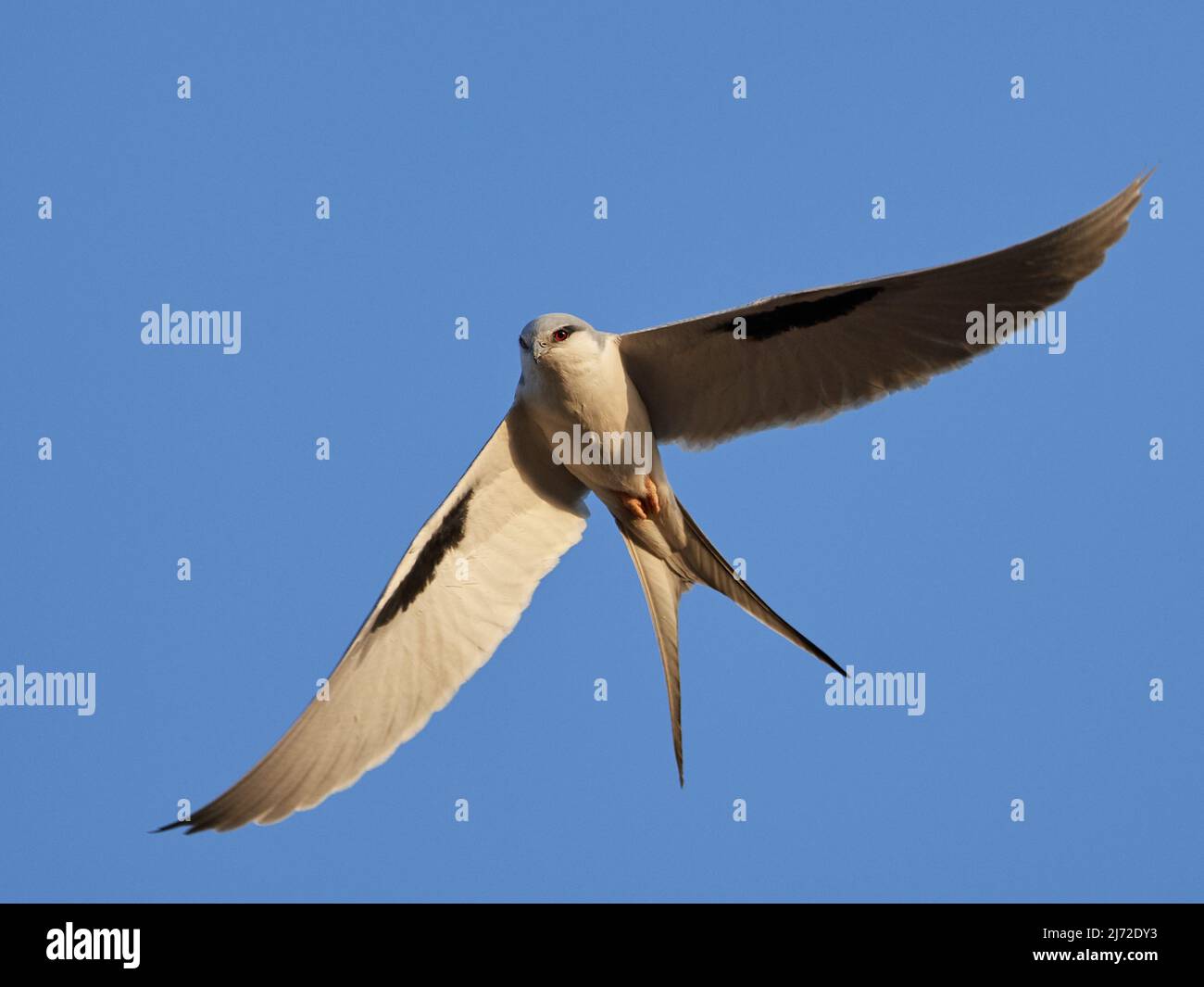 African swallow-tailed in flight with blue skies in the background ...
