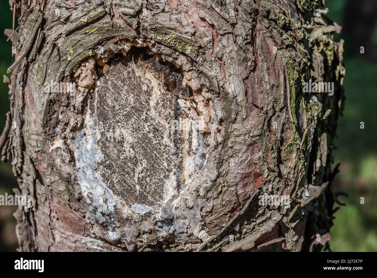 Brown pine log with beautifully shaped texture and background concept ...