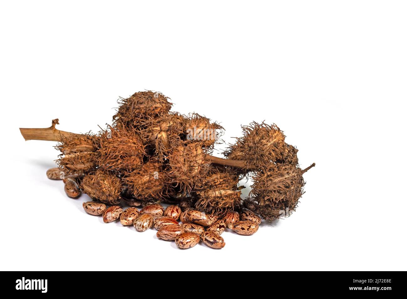 Miracle seeds hi-res stock photography and images - Alamy