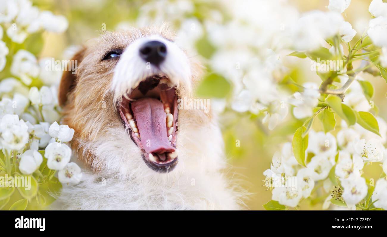 Funny laughing smiling pet dog face in the flowers. Healthy teeth ...