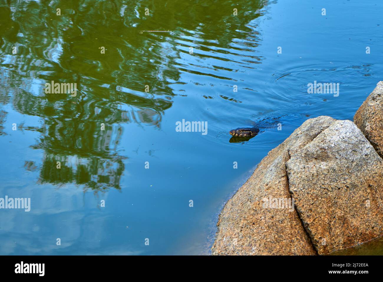 Monitor lizard in a lake in a green recreation park in Asia Stock Photo ...