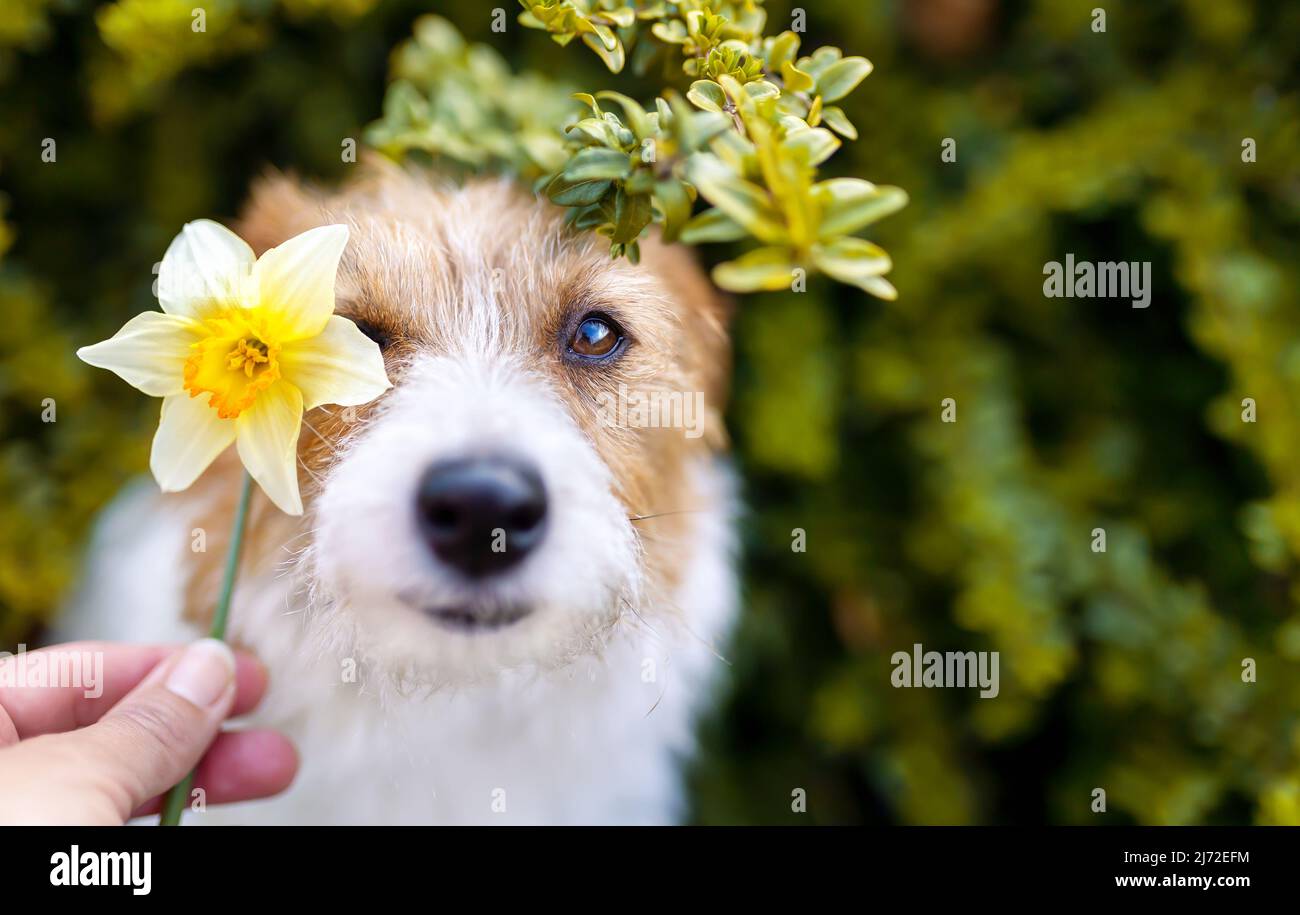 Happy Spring Dog Images
