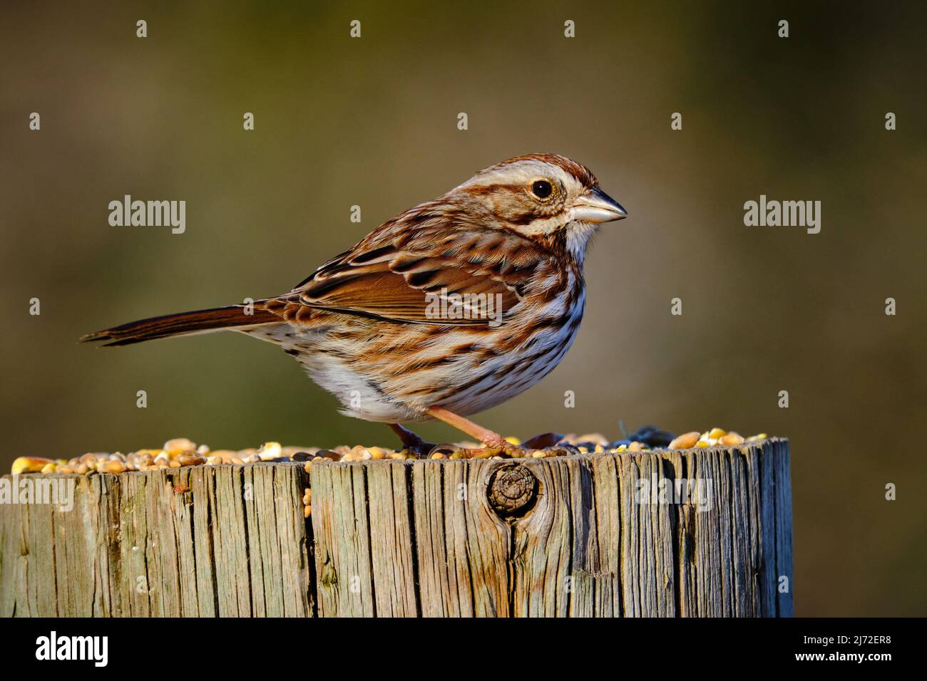 Song Sparrow, Melospiza melodia, Perched on a post eating seeds Stock ...