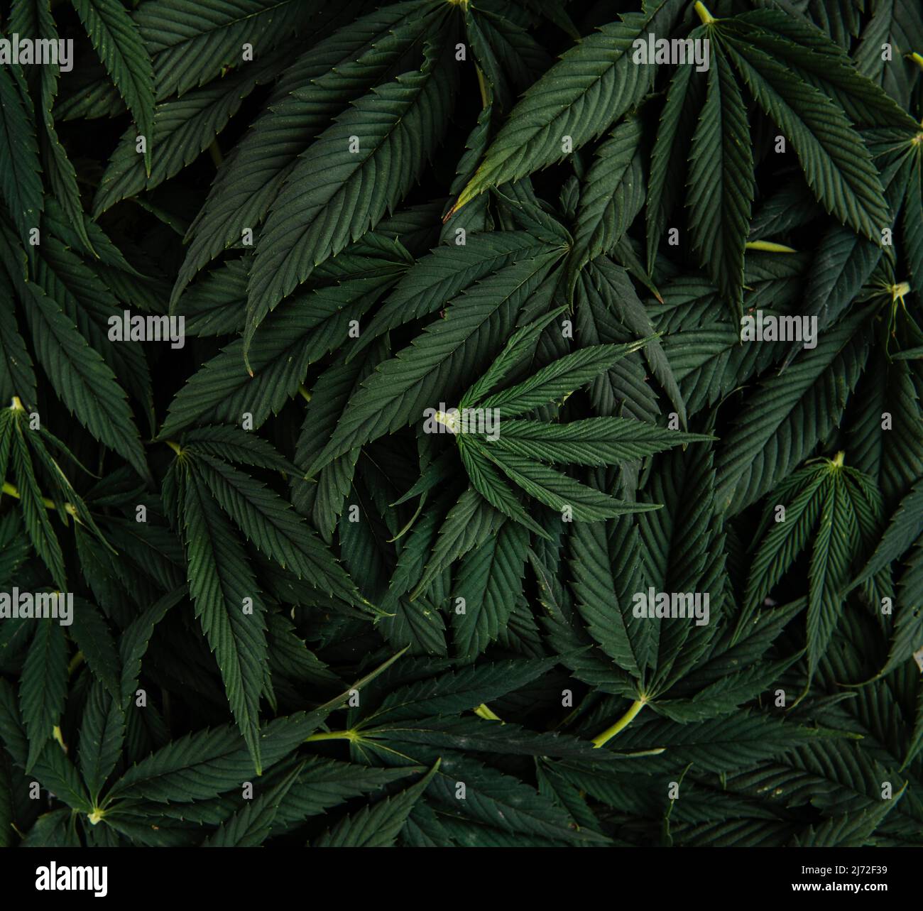 Marijuana leaf hi-res stock photography and images - Alamy