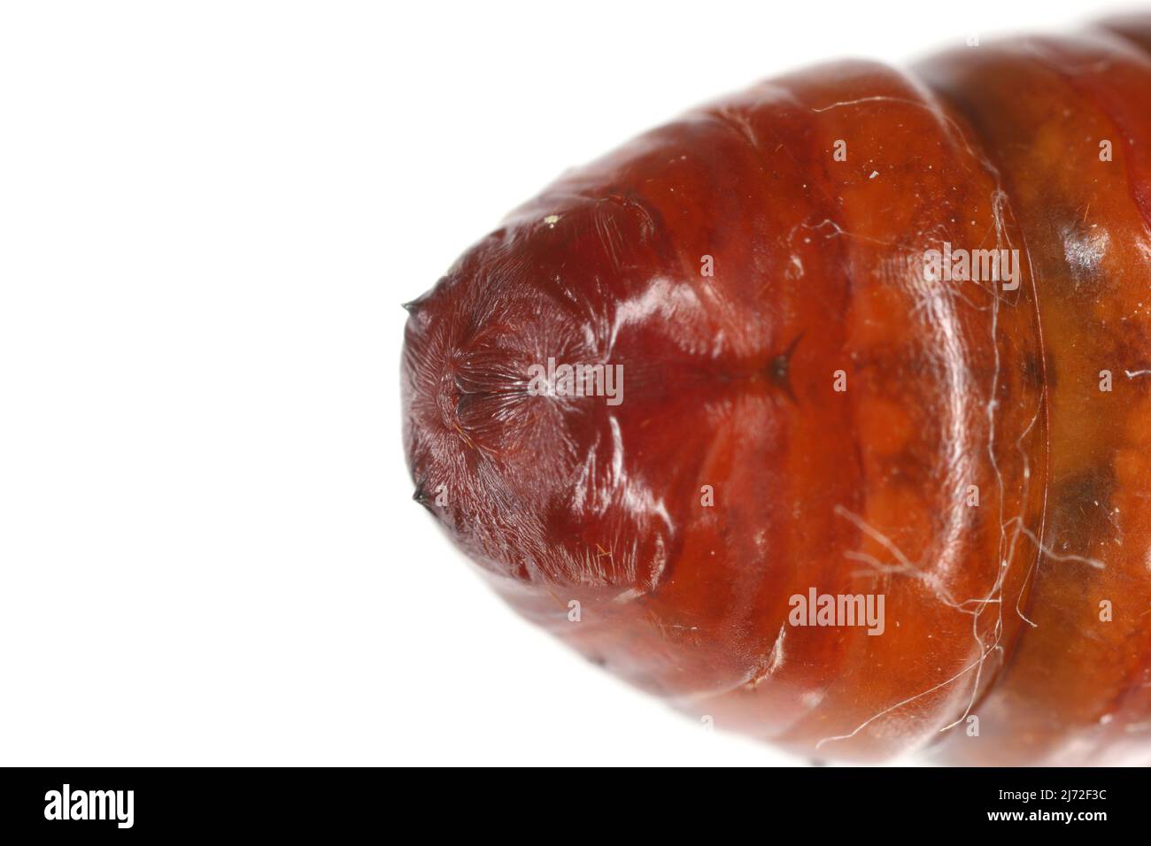 Pupa of pine processionary (Thaumetopoea pityocampa) is a moth of the ...