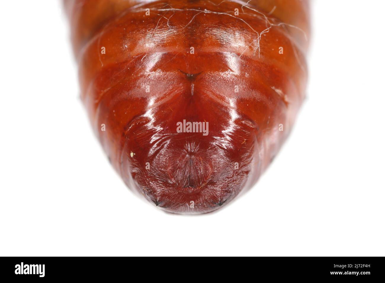Pupa of pine processionary (Thaumetopoea pityocampa) is a moth of the ...