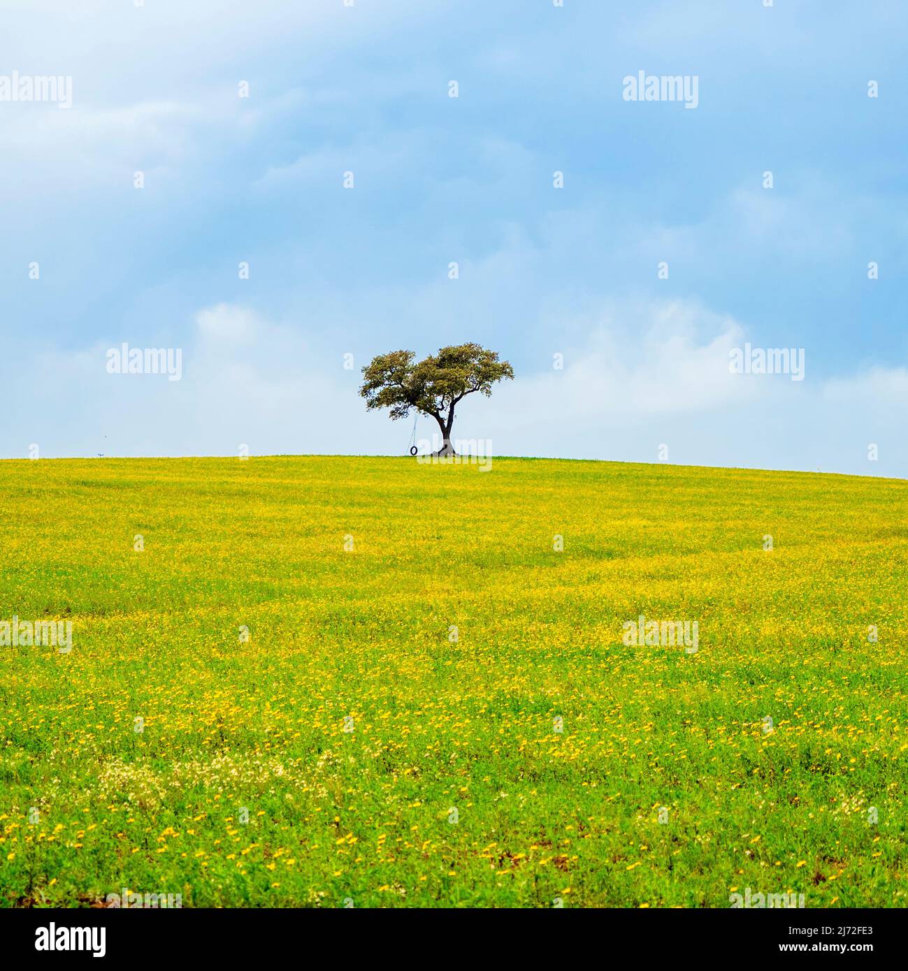 Spring landscape of a countryside with a large tree on the horizon ...