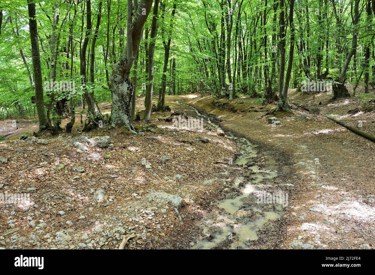 Crimean park plant hi-res stock photography and images - Alamy