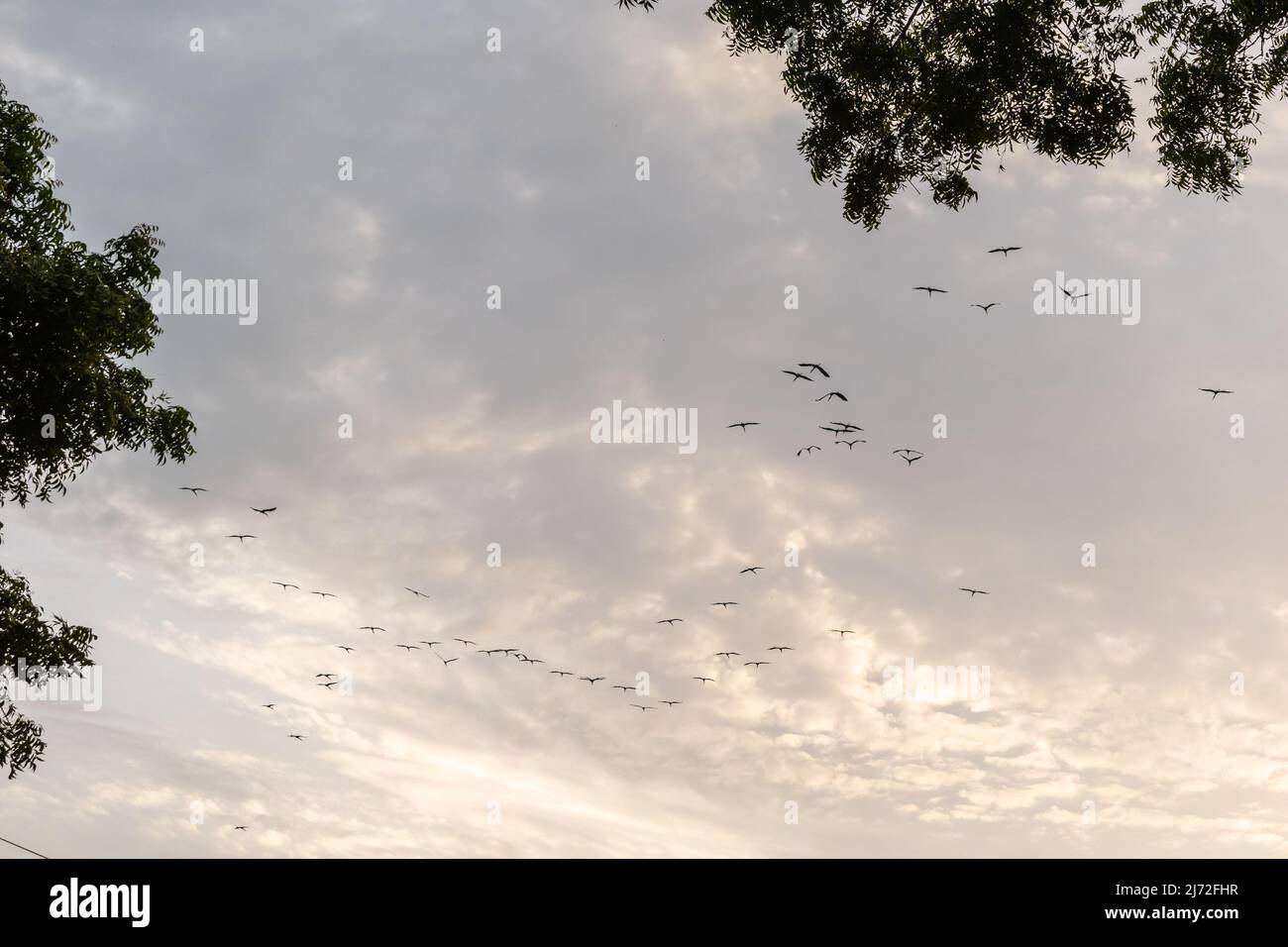 A flock of ibis birds flying below the clouds under an overcast sky ...
