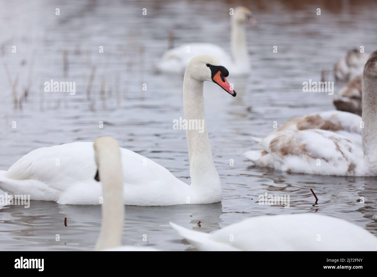 Pond ecosystem concept duck hi-res stock photography and images - Alamy