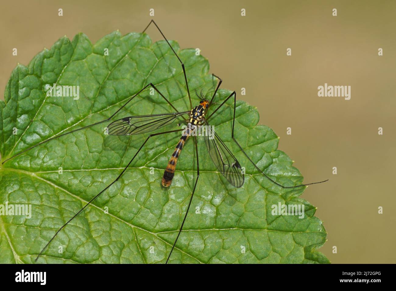 Male crane fly Nephrotoma flavipalpis, family Tipulidae on a leaf ...