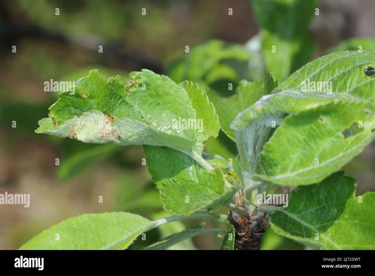 Buds, flowers, young leaves of apple trees damaged by the parasite ...