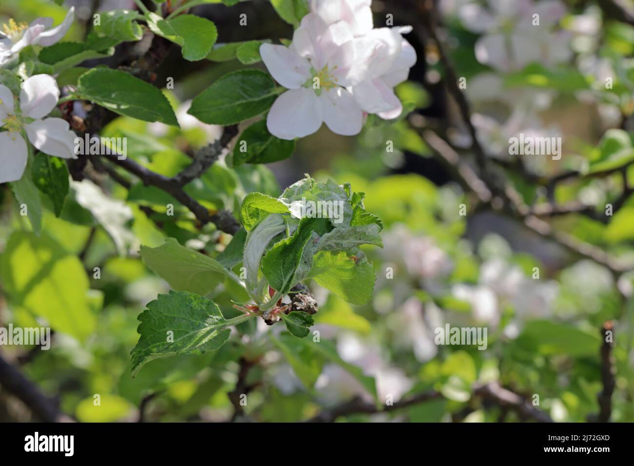 Buds, flowers, young leaves of apple trees damaged by the parasite ...